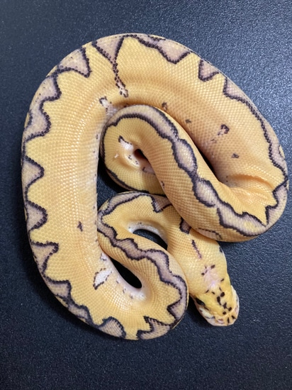 Superfly Enchi Clown Ball Python by Got Balls & Geckos?