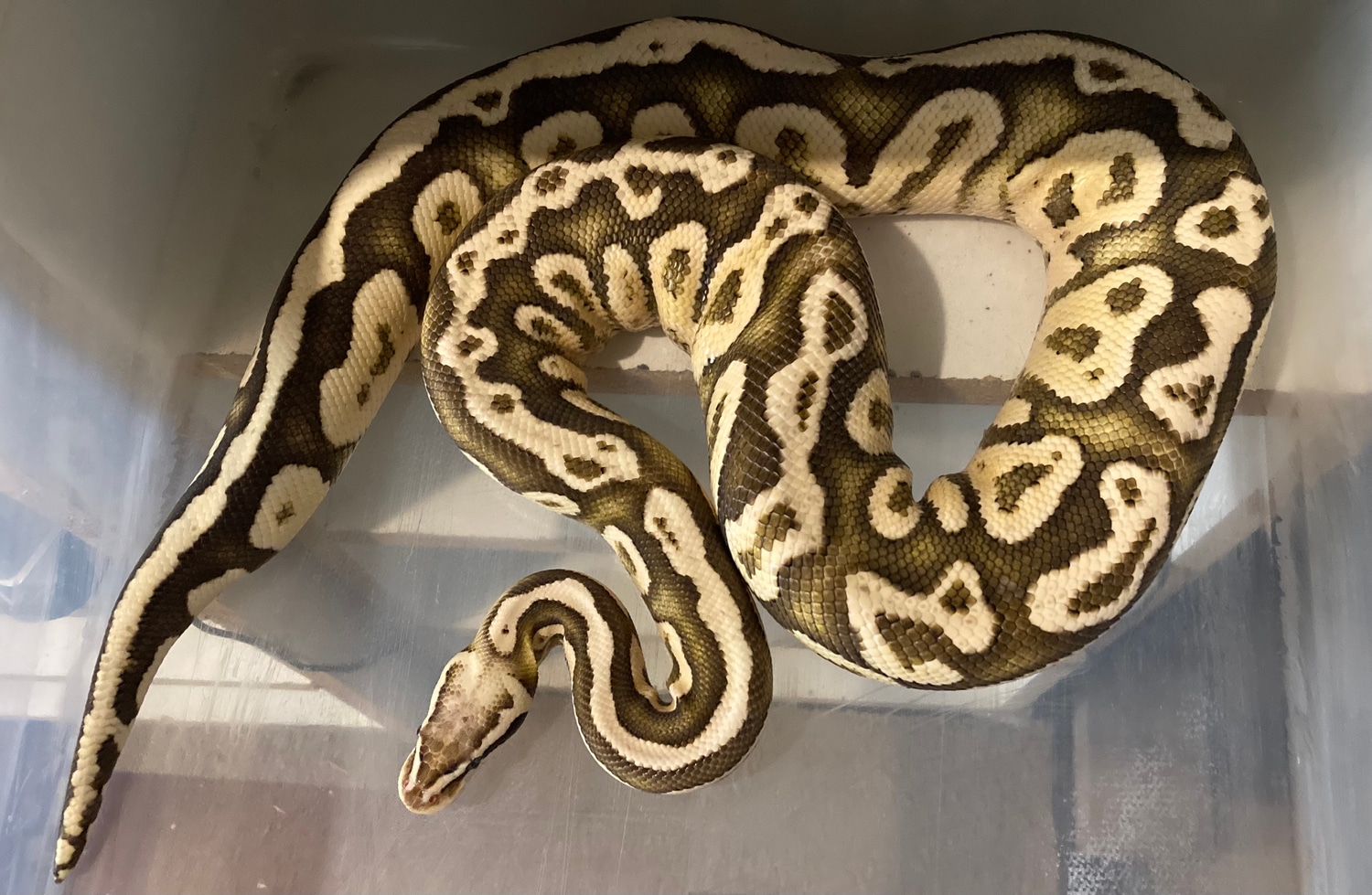 Proven Firefly Cypress Specter Ball Python by Got Balls? - MorphMarket