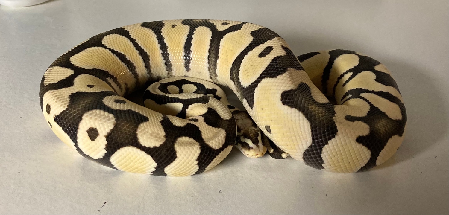 Pastel Harlequin DG Ball Python by Got Balls? - MorphMarket