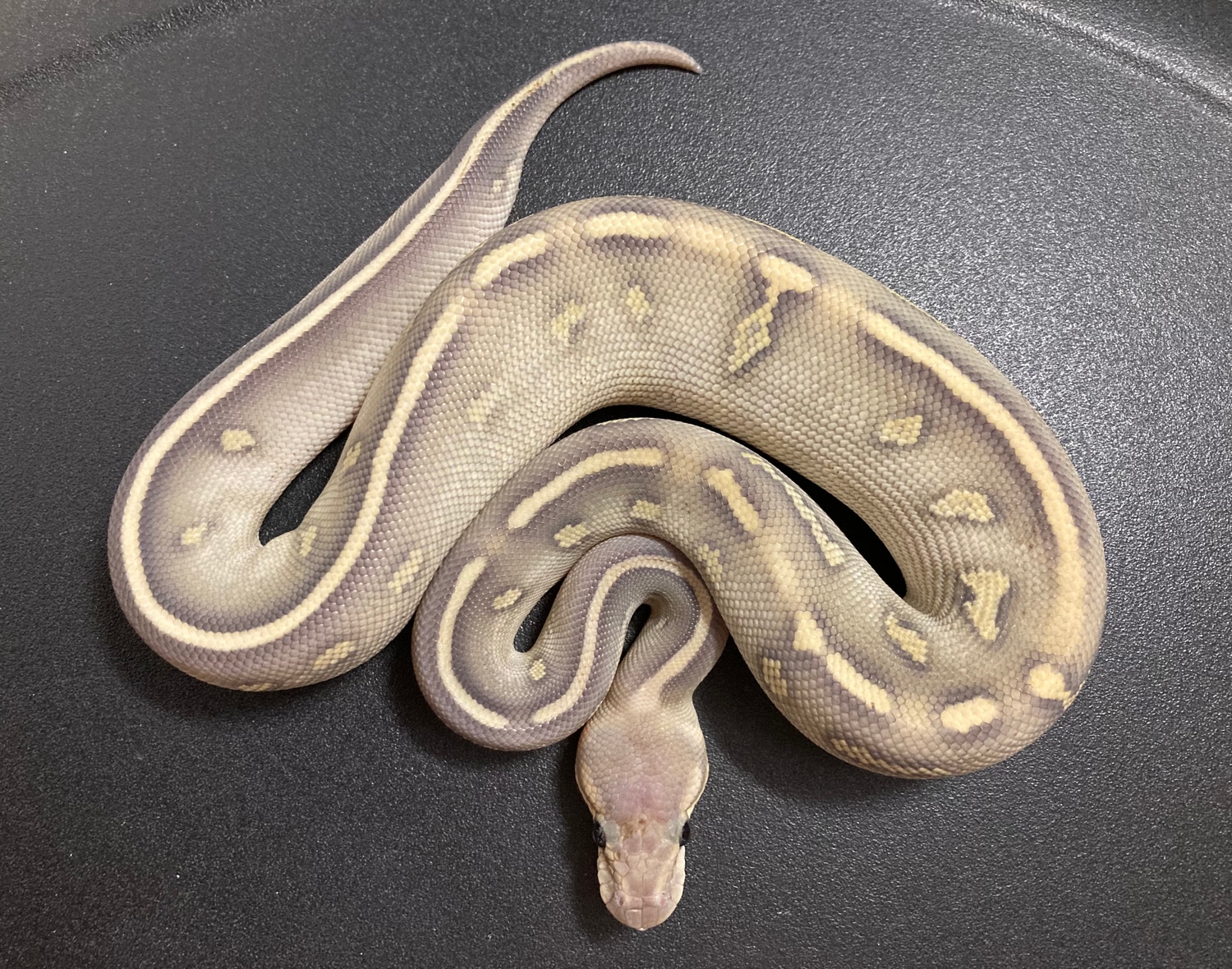 Super Chocolate Butter Hypo Het DG Ball Python by Got Balls? - MorphMarket