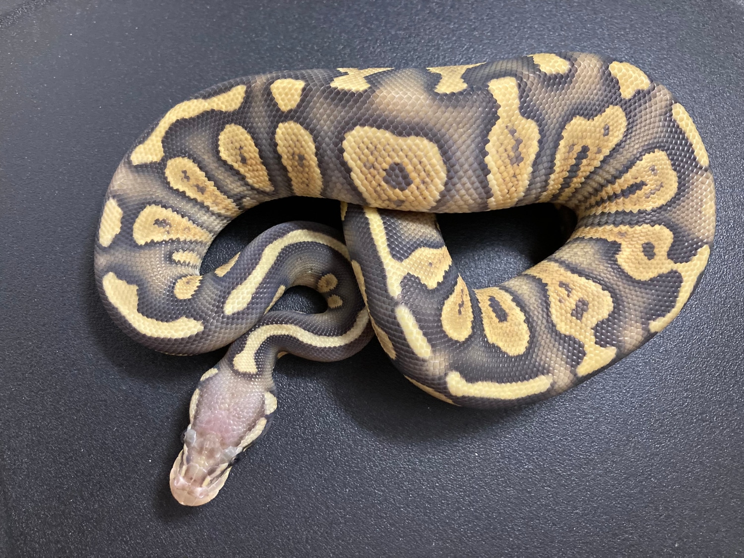 Chocolate Hypo Het DG Ball Python by Got Balls? - MorphMarket