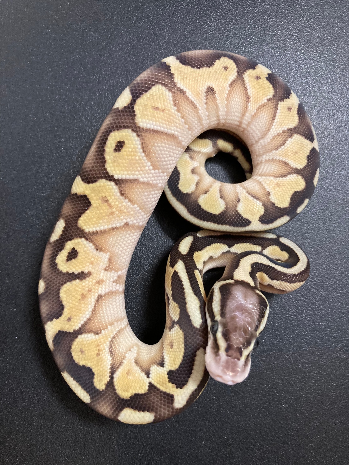 Pastel Butter DH DG/Ultramel Ball Python by Got Balls? - MorphMarket