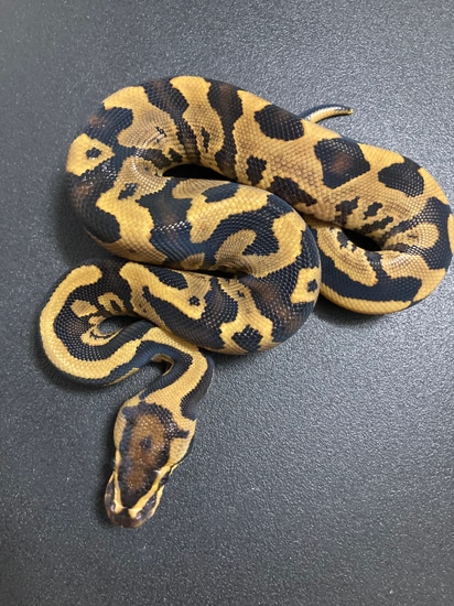 Leopard HRA Ball Python by Got Balls & Geckos?