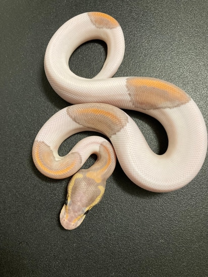 Banana Black Pastel Leopard Pied 50% Het Albino Ball Python by Got Balls?