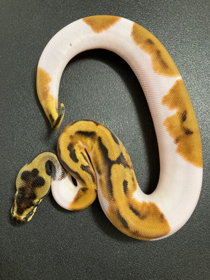 Enchi Leopard Pied 50% Het Albino Ball Python by Got Balls & Geckos?