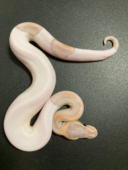 Banana Black Pastel Pied 50% Het Albino Ball Python by Got Balls & Geckos?
