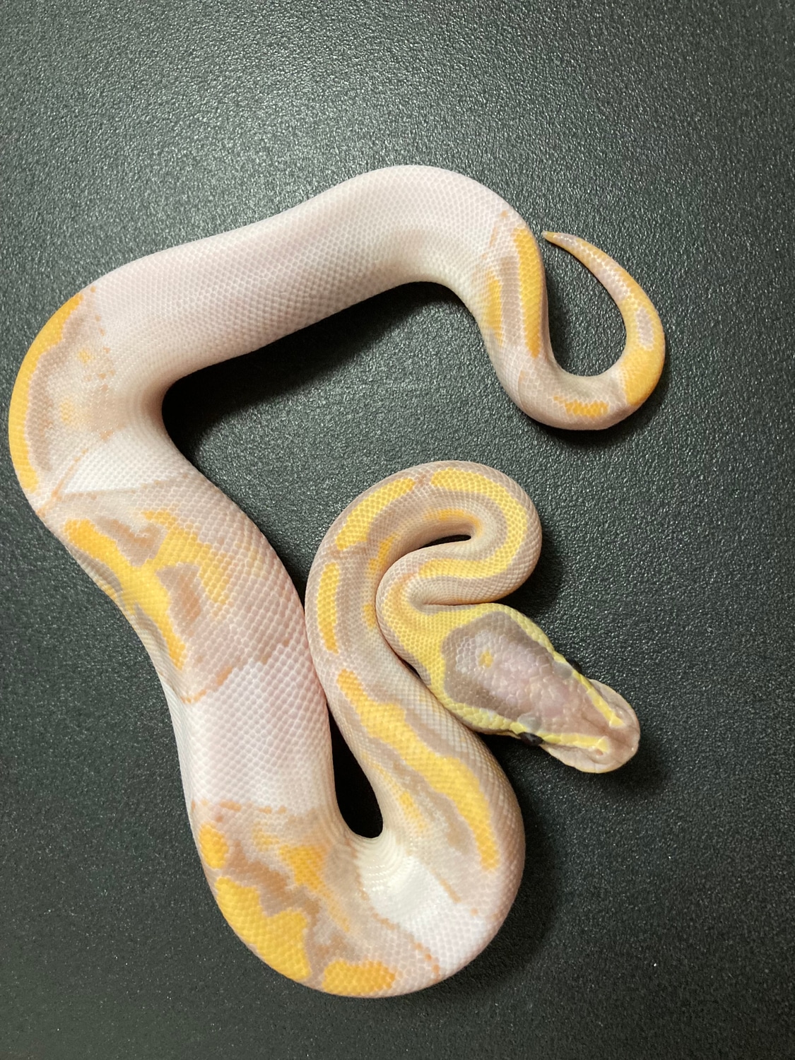 Banana Pied 50% Het Albino Ball Python by Got Balls? - MorphMarket