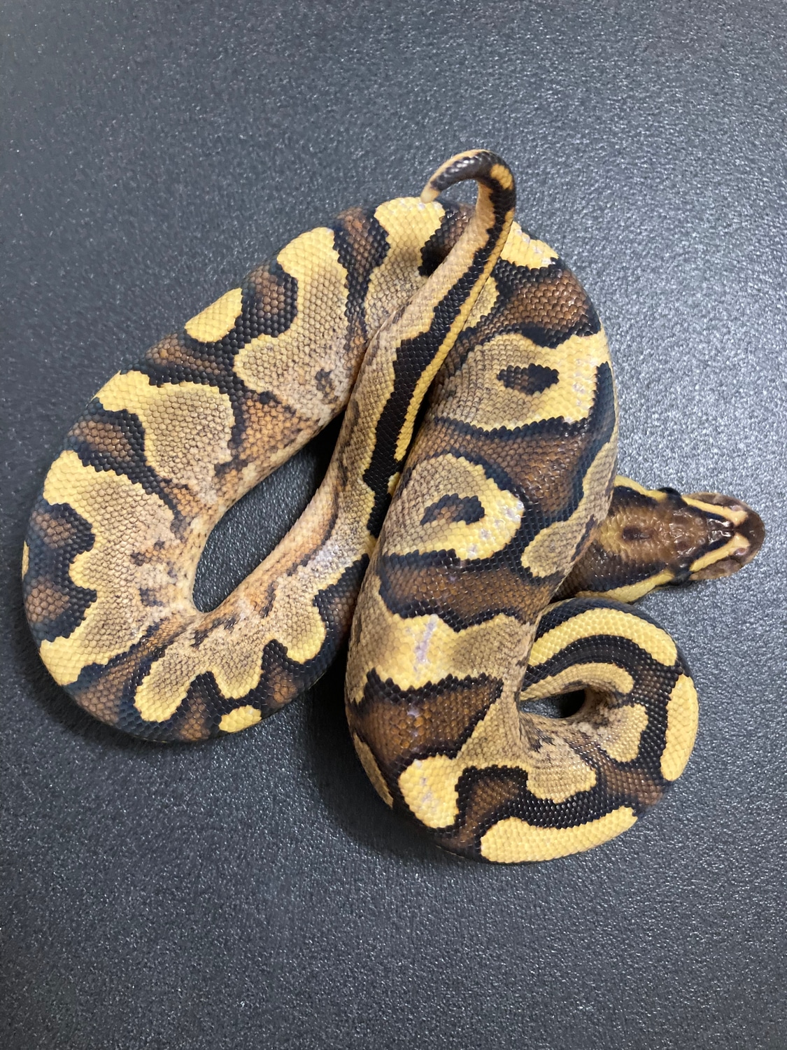 Calico Fire YB Ball Python by Got Balls? - MorphMarket