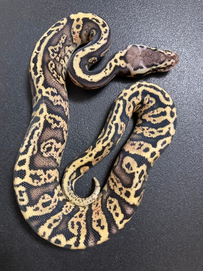 Super Pastel Acid 50% Het Clown Ball Python by Got Balls & Geckos?