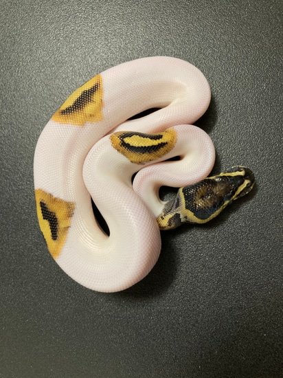 Pied 66% Het VPI Axanthic Ball Python by Got Balls & Geckos?