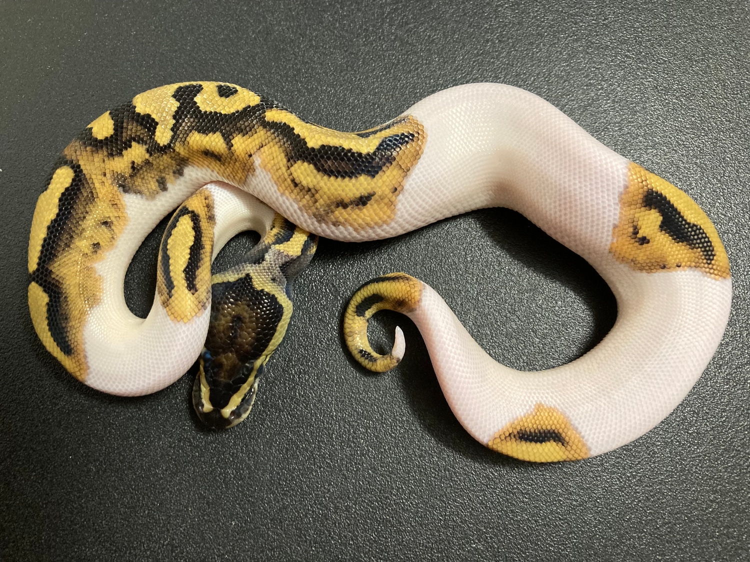 Pied 66% Het VPI Axanthic Ball Python by Got Balls? - MorphMarket