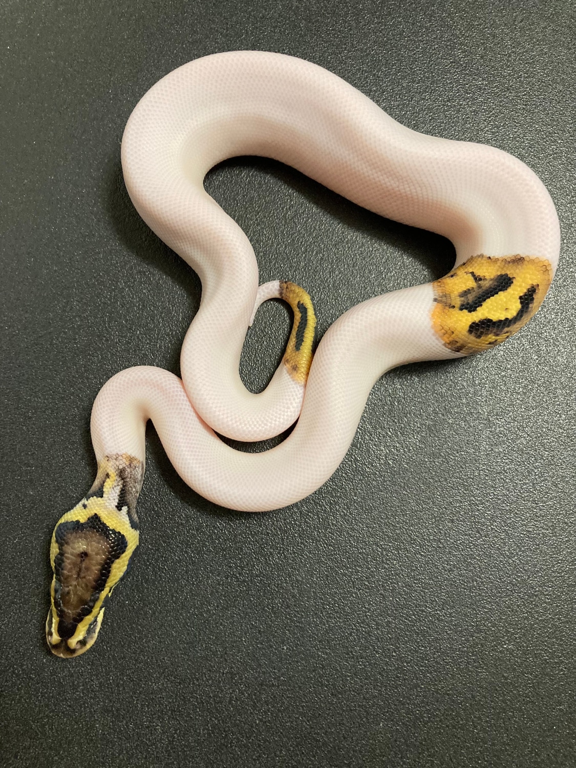 Pastel Pied 66% Het VPI Axanthic Ball Python by Got Balls? - MorphMarket