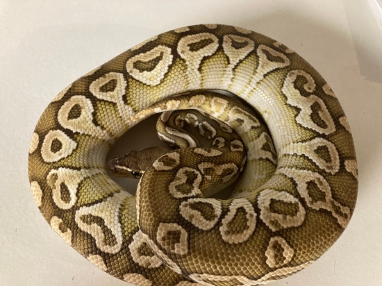 Proven Lesser Hurricane Ball Python by Got Balls & Geckos?