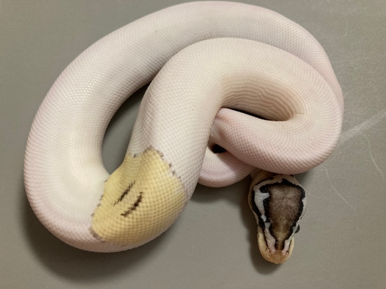 Super Pastel VPI Axanthic Pied Ball Python by Got Balls & Geckos?