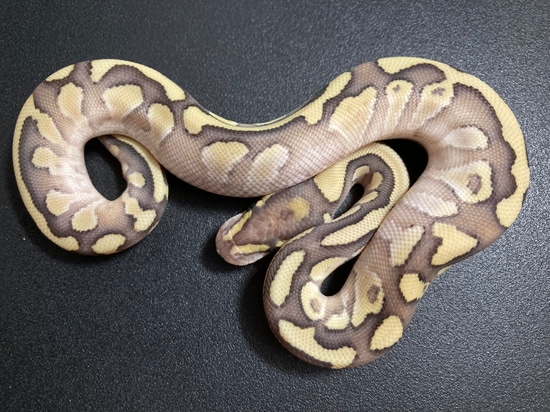 Fire Lesser DH TSK Axanthic/Hypo Ball Python by Got Balls & Geckos?