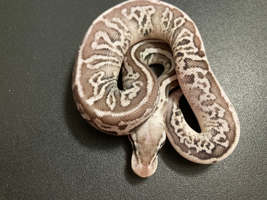Pewter Leopard Het Clown Ball Python by Got Balls & Geckos?