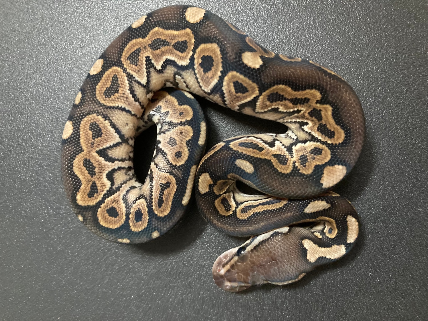 Cinnamon Het Clown Ball Python by Got Balls? - MorphMarket