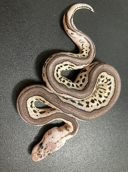 Pewter Leopard Clown Ball Python by Got Balls & Geckos?