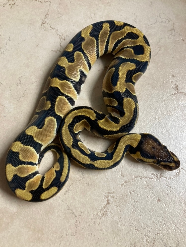 OD Het DG/50% Het Pied Ball Python by Got Balls? - MorphMarket
