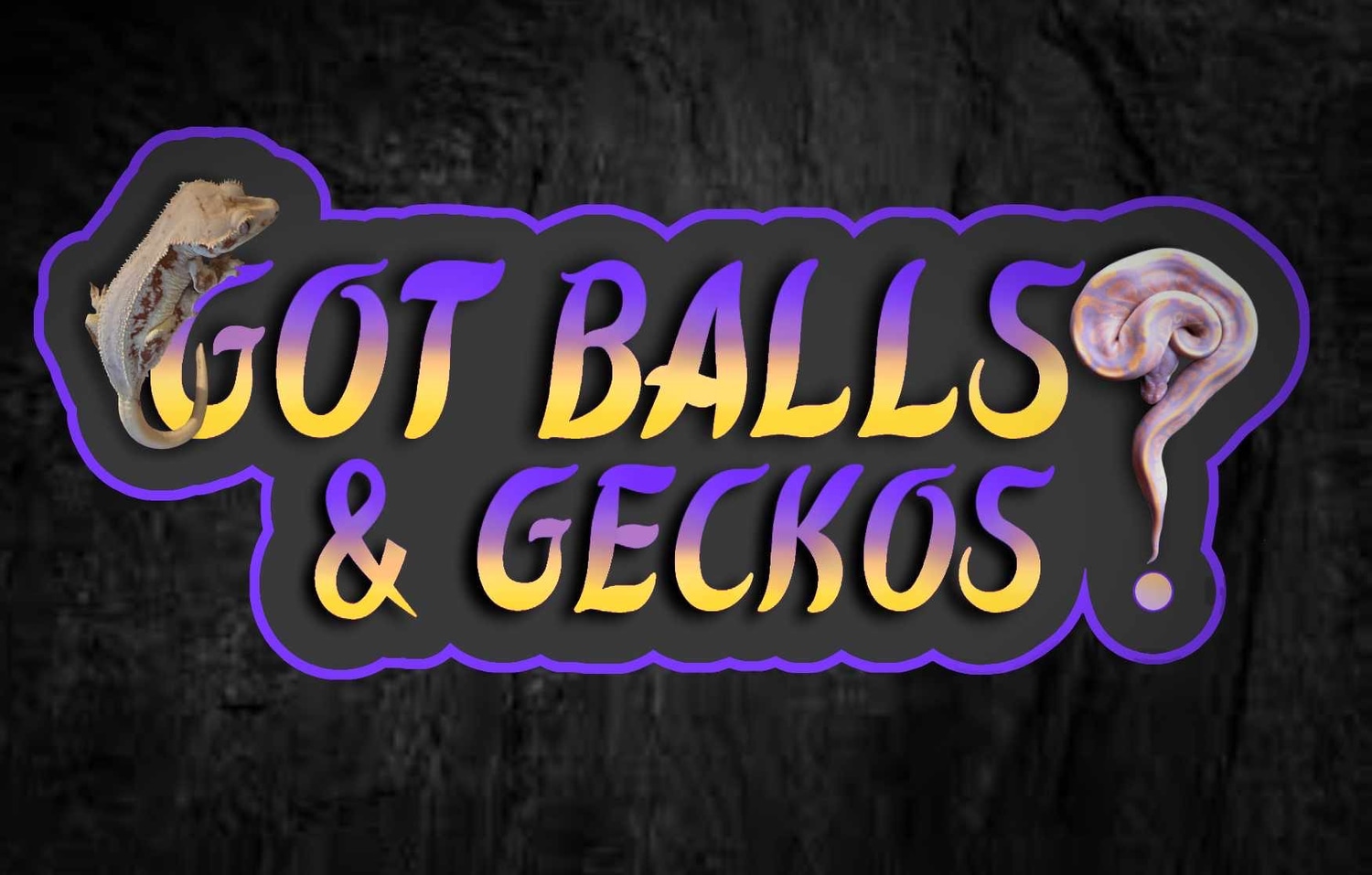 Ball Python Clutch: KM1021 by Got Balls & Geckos? - MorphMarket