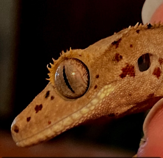 Red Spot Red Based Super Dal Crested Gecko by Got Balls & Geckos?