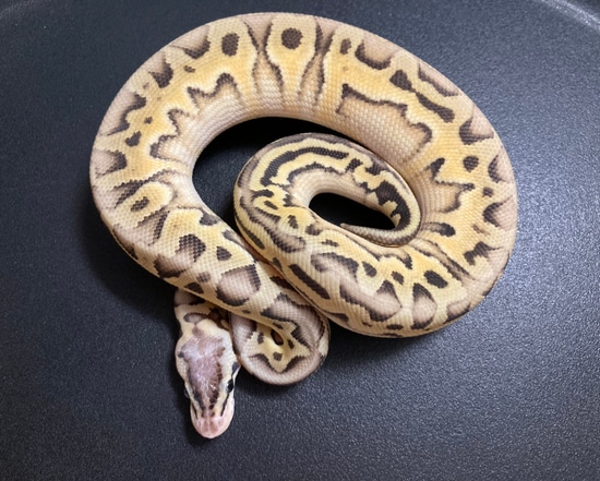 Super Pastel Puzzle Het DG Ball Python by Got Balls & Geckos?