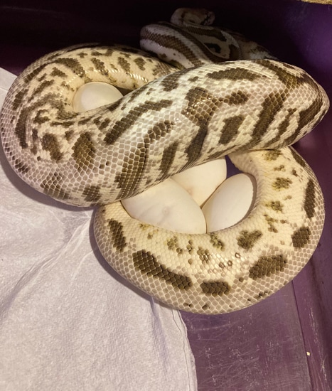 Proven Firefly Leopard Spotnose Ball Python by Got Balls & Geckos?