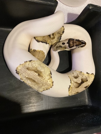 Pastel VPI Axanthic Pied Ball Python by Got Balls & Geckos?