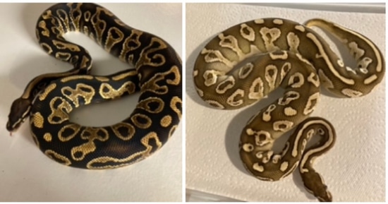 *PAIR* Hurricane YB Het DG & Lesser Hurricane Het DG Ball Python by Got ...