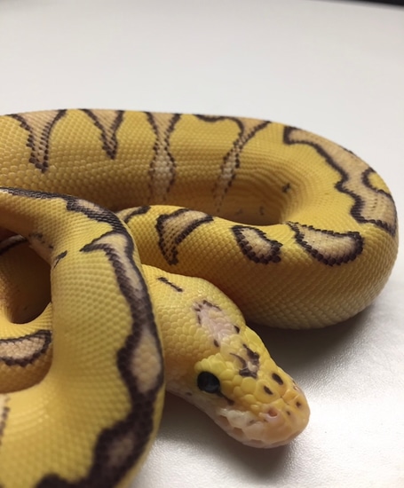Proven Firefly Enchi Clown Ball Python by Got Balls & Geckos?