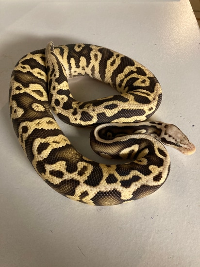 Chocolate Leopard Firefly DH DG/Hypo Ball Python by Got Balls & Geckos?
