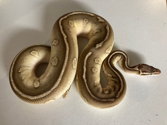 1,000grm Pastel Lesser Stranger Het Clown Ball Python by Got Balls ...
