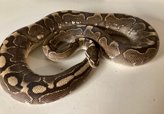Proven Black Pastel Bamboo Het Ultramel Ball Python by Got Balls & Geckos?