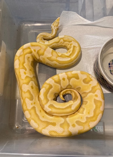 Proven Pastel Banana Puzzle Ball Python by Got Balls & Geckos?