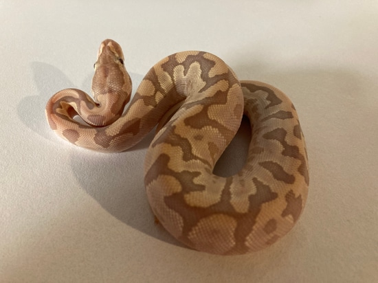 Ultramel Bamboo Leopard Ball Python by Got Balls & Geckos?