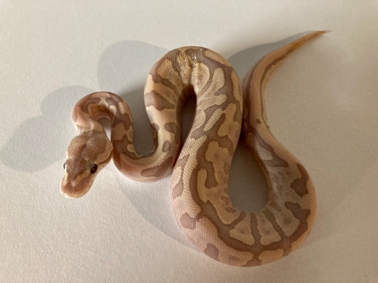 Ultramel Bamboo Leopard Ball Python by Got Balls & Geckos?