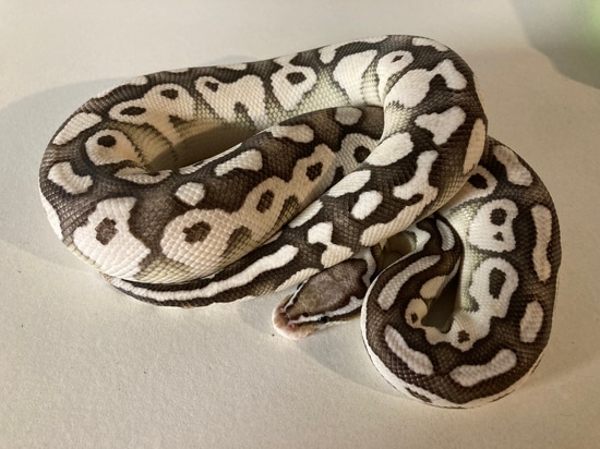 Firefly Lesser TSK Axanthic Het Hypo Ball Python by Got Balls & Geckos?