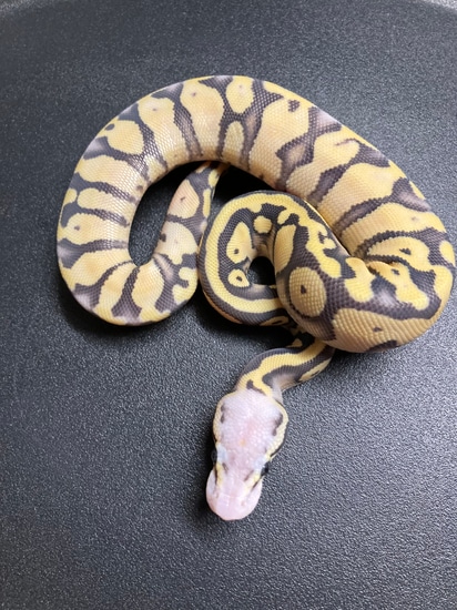 Super Pastel DG Hypo Ball Python by Got Balls & Geckos?