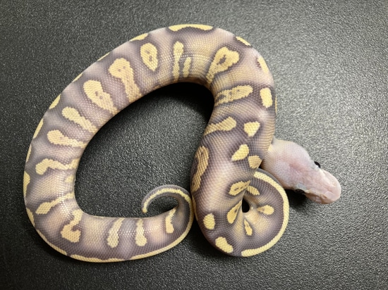 Super Pastel Super Chocolate DG Hypo Ball Python by Got Balls & Geckos?
