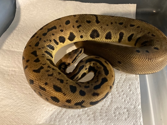 Acid Leopard Spotnose Het Clown Ball Python by Got Balls & Geckos?