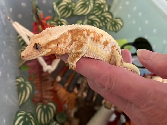 Yellow Lilly White Crested Gecko by Got Balls & Geckos?