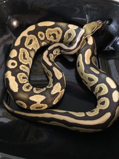 Black Pastel DG Het Hypo Ball Python by Got Balls & Geckos?