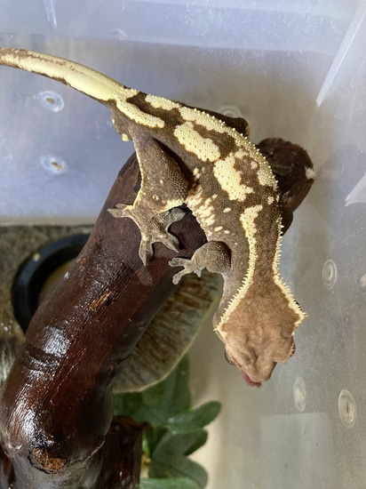 Sable Crested Gecko by Got Balls & Geckos?
