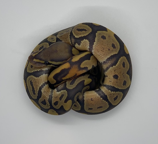 Hypo Poss Het Pied With Ringer Ball Python by GotBallsLLC