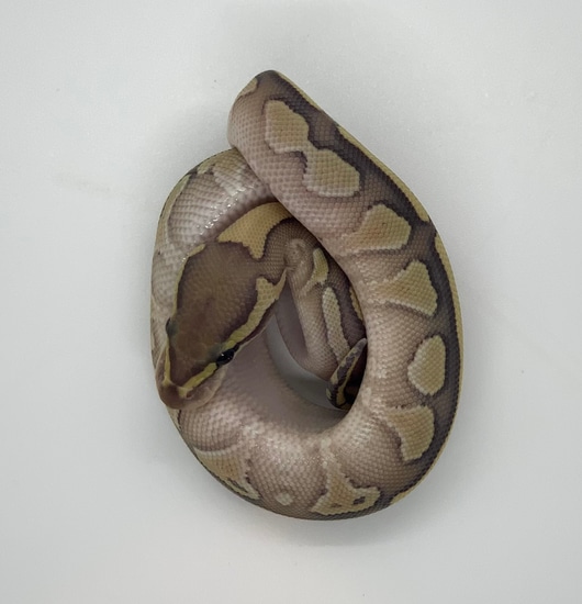 Hypo Lesser Het Clown Ball Python by GotBallsLLC