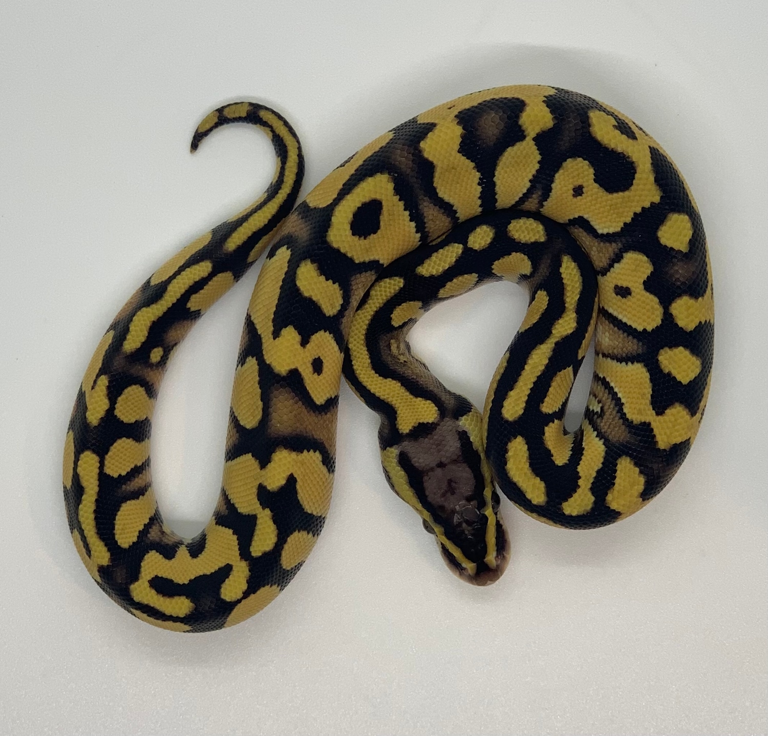 Pastel Phantom Enchi Het Clown Ball Python by GotBallsLLC - MorphMarket