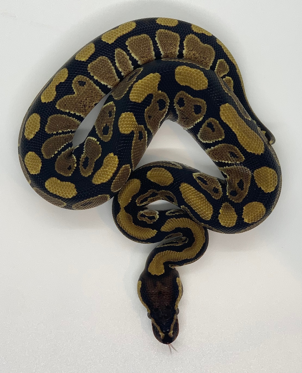 Het Desert Ghost Het Hypo Ball Python by GotBallsLLC - MorphMarket