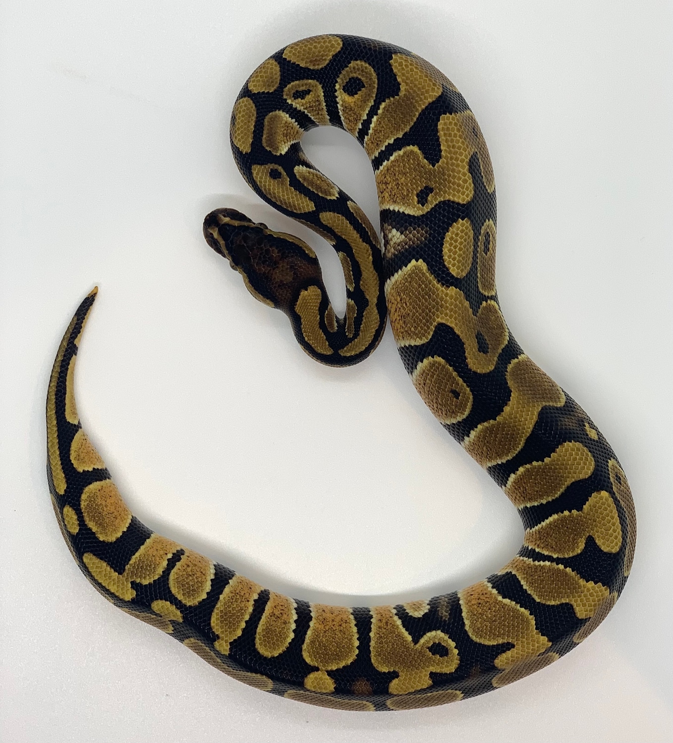 Orange Dream Het Desert Ghost Het Hypo Ball Python by GotBallsLLC ...