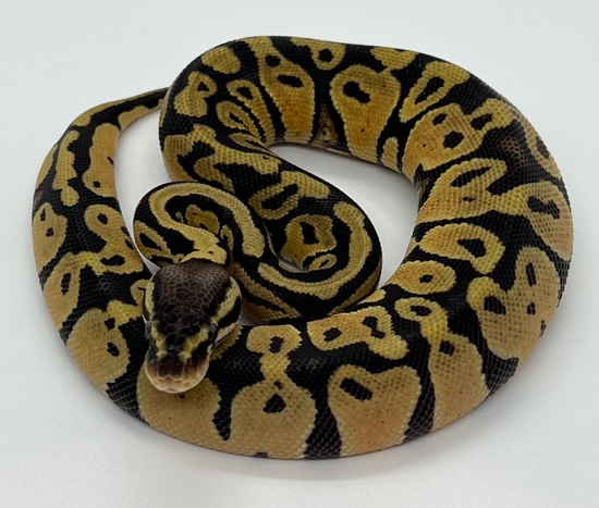 Pastel Het Sahara Ball Python by GotBallsLLC