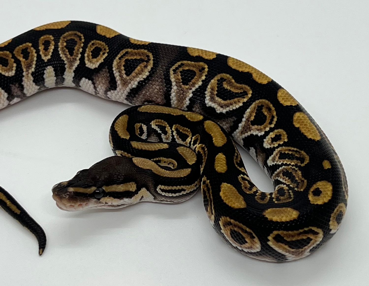Black Pastel (Barnhart Line) Het Clown 50% Het Hypo Ball Python by GotBallsLLC - MorphMarket